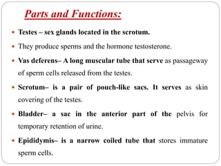 Reproductive system and its Classification | PPTX