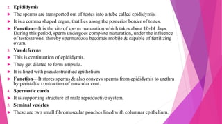 Reproductive system | PPTX