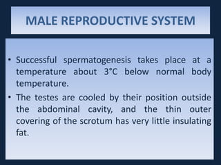Reproductive system.pptx