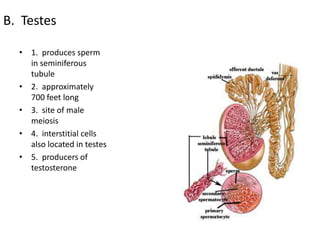 Reproductive System.pptx