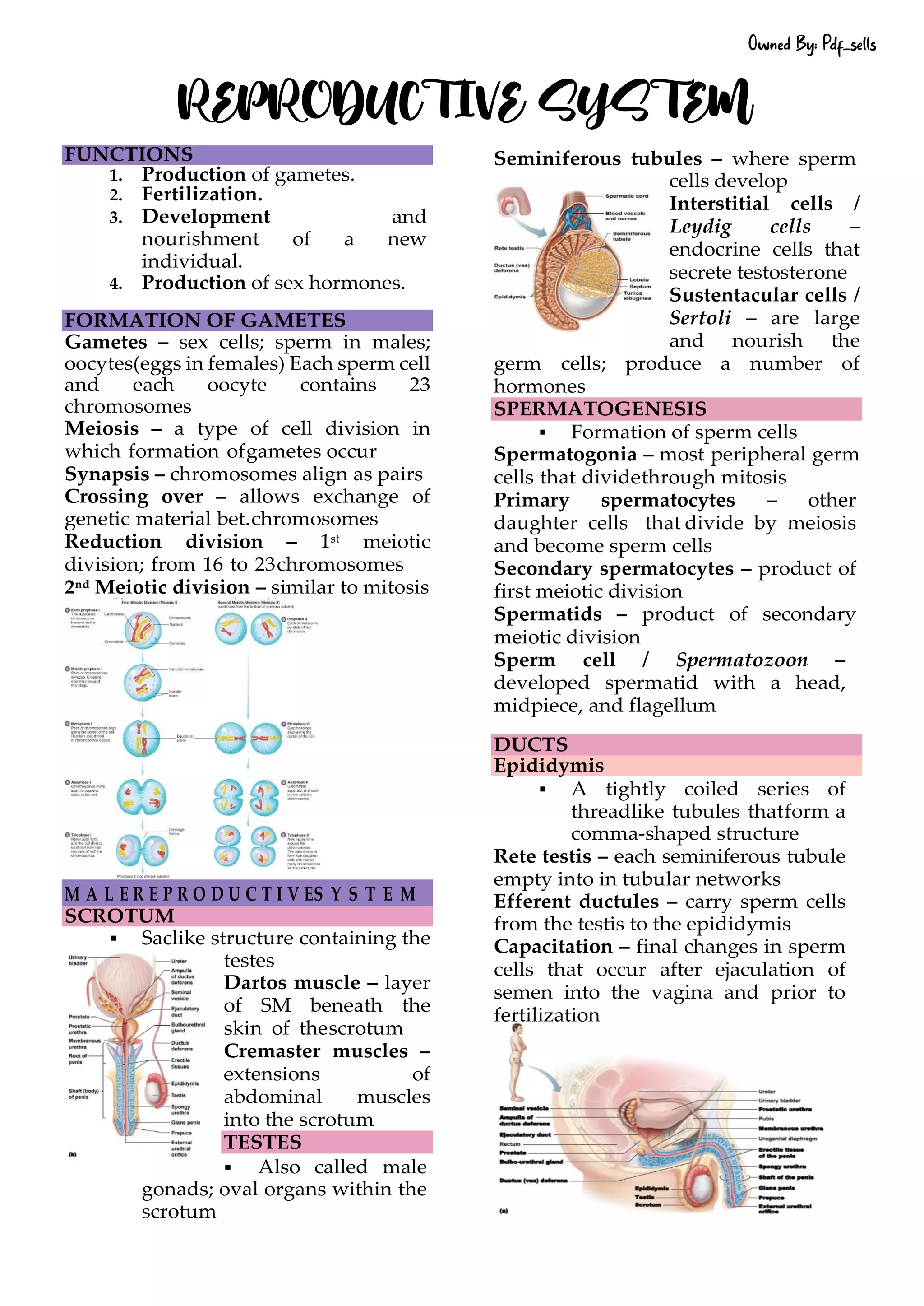REPRODUCTIVE SYSTEM.pdf