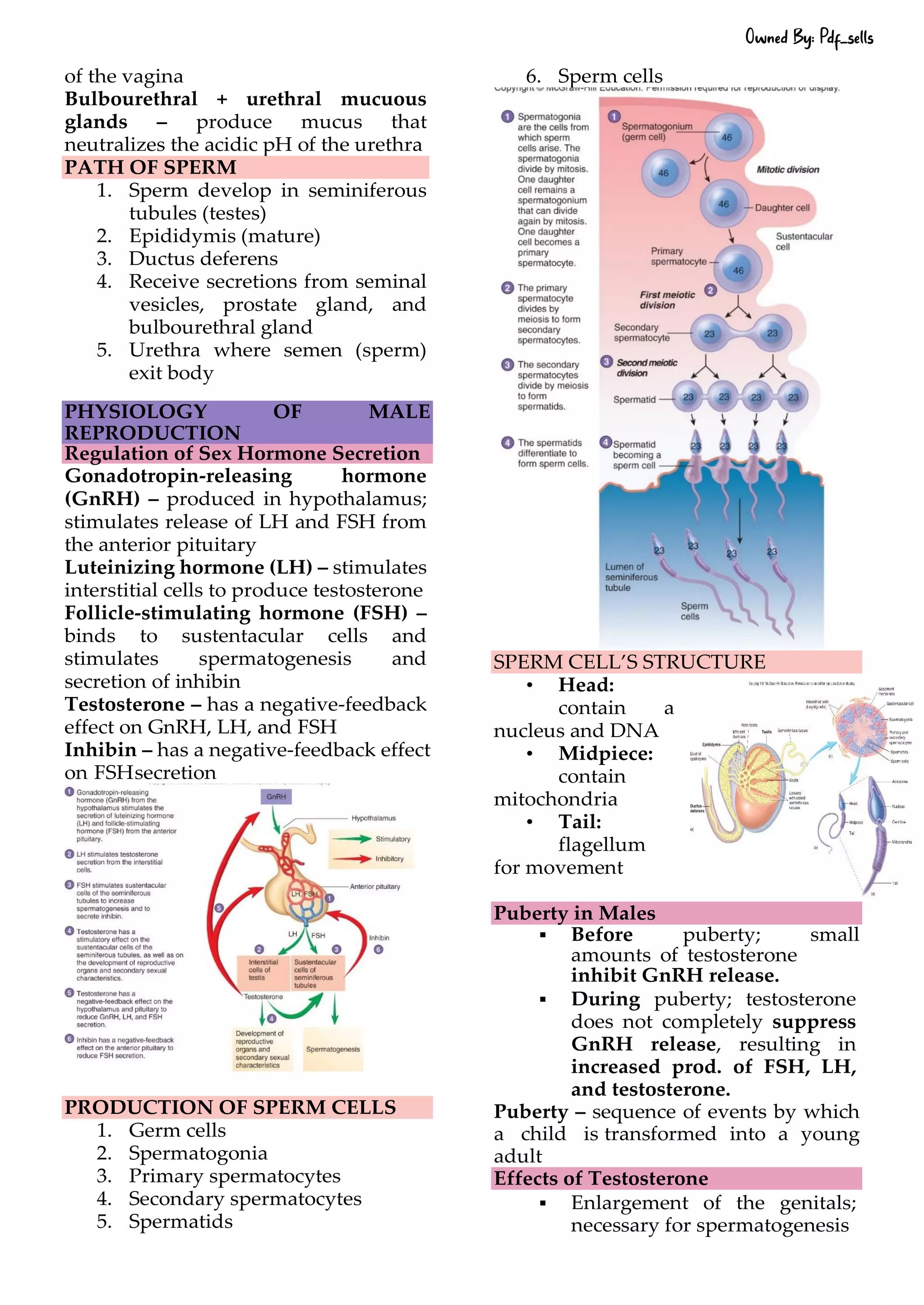 REPRODUCTIVE SYSTEM.pdf
