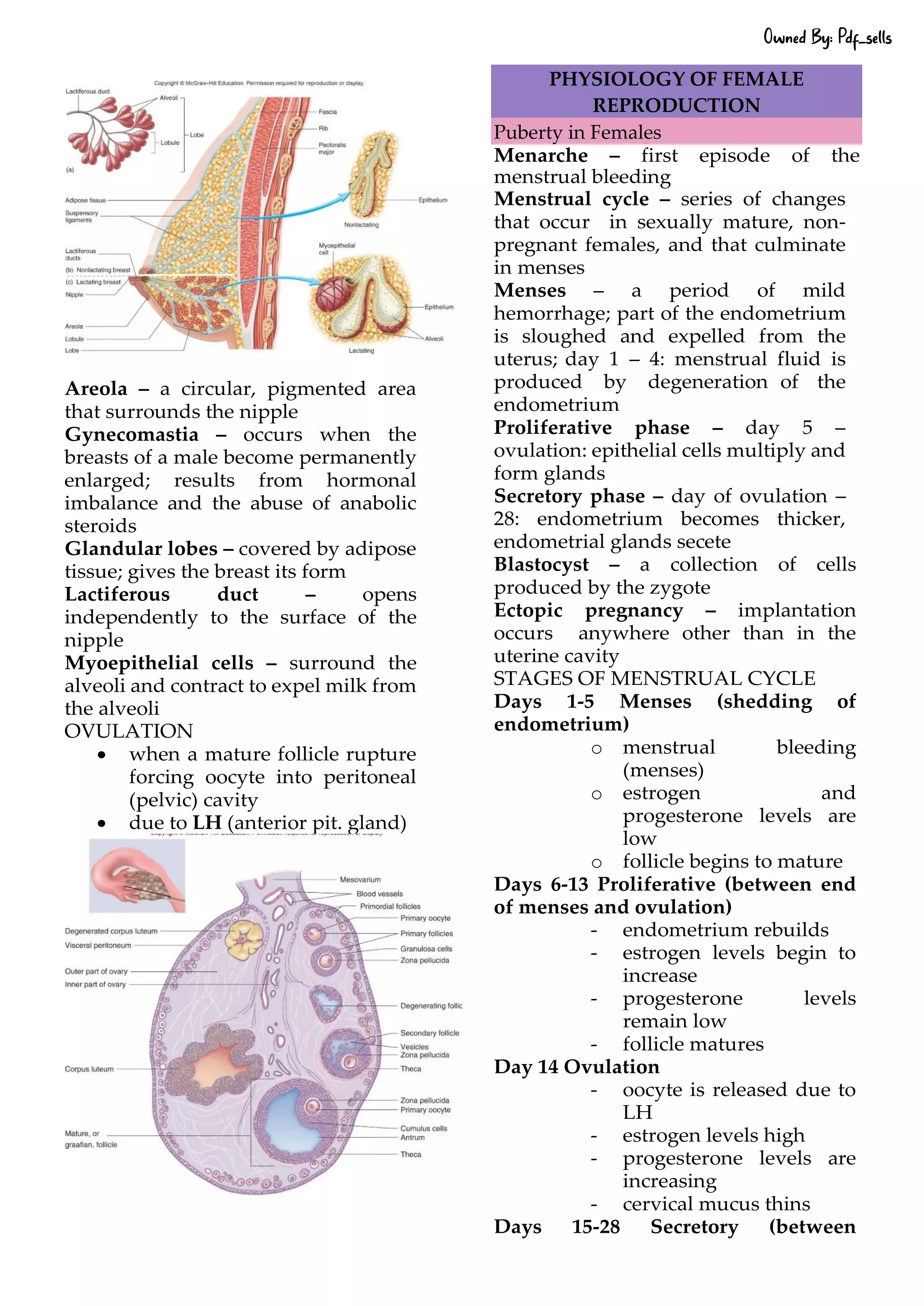 REPRODUCTIVE SYSTEM.pdf