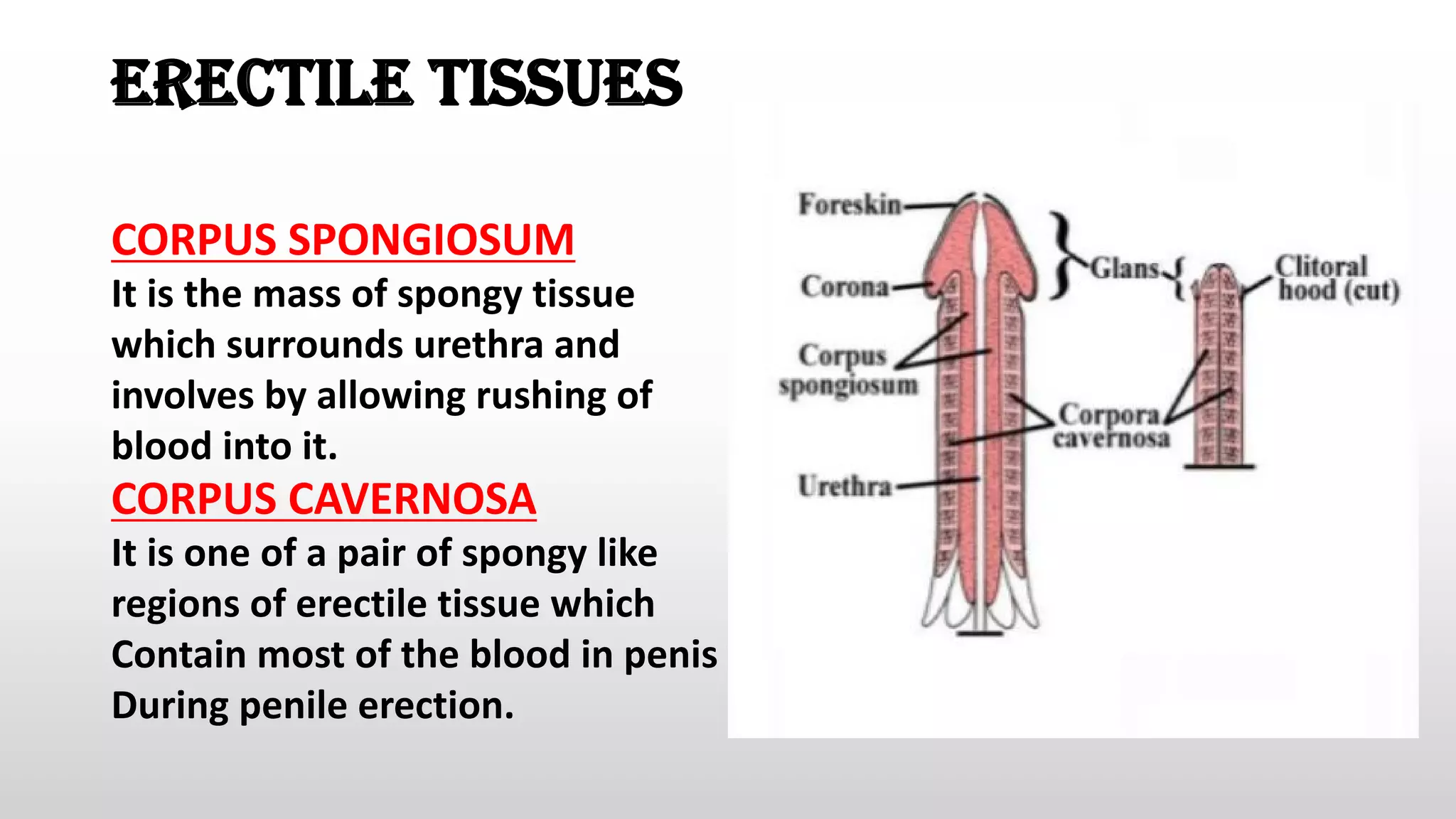 Reproductive System Lecture 1 Pdf Infertility Reproductive Health