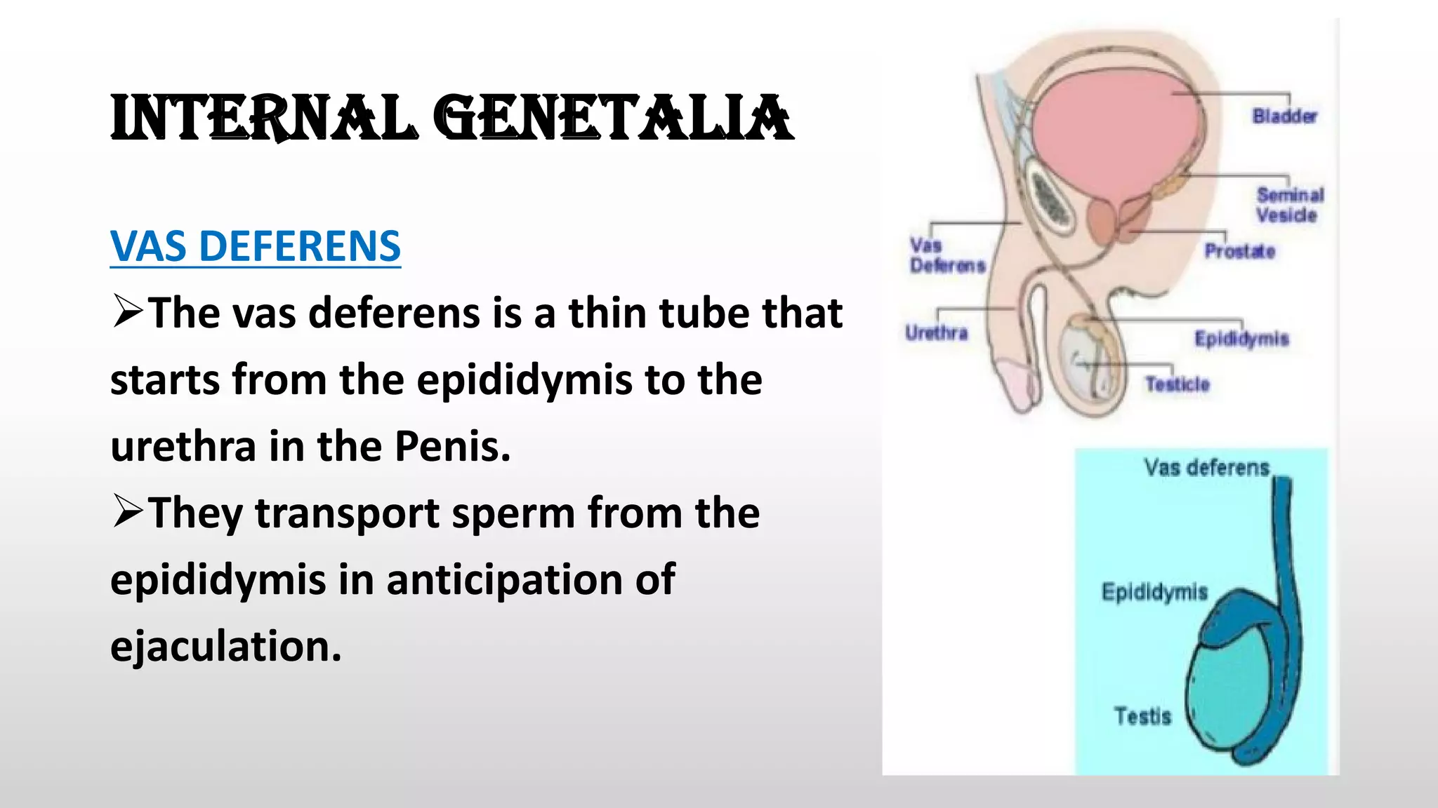 Reproductive System Lecture 1 Pdf Infertility Reproductive Health