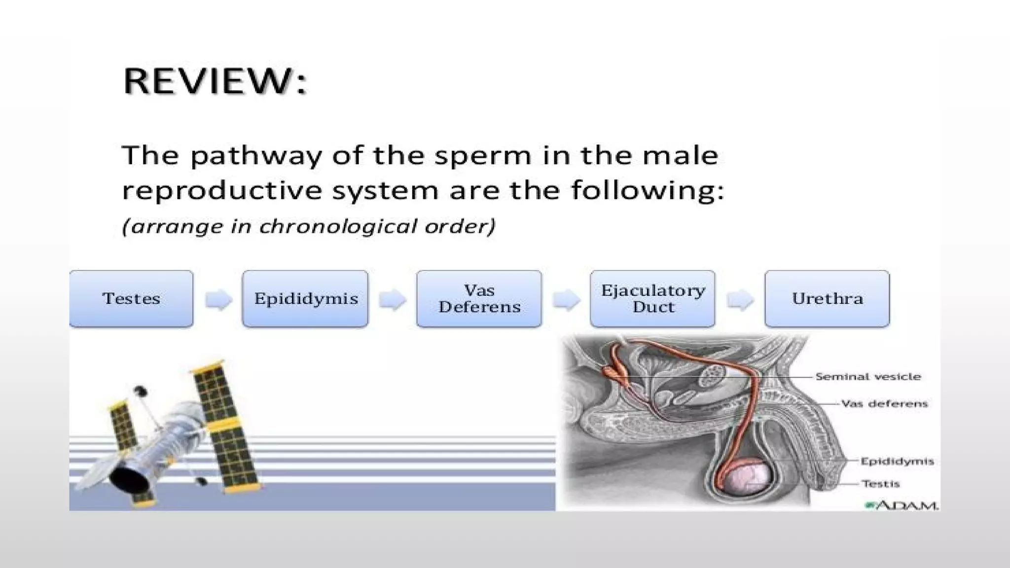 Reproductive System Lecture 1pdf Infertility Reproductive Health 8005