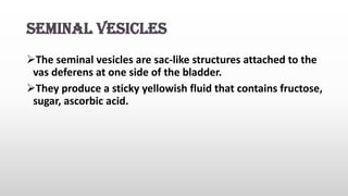 Reproductive System Lecture 1.pdf | Infertility | Reproductive Health