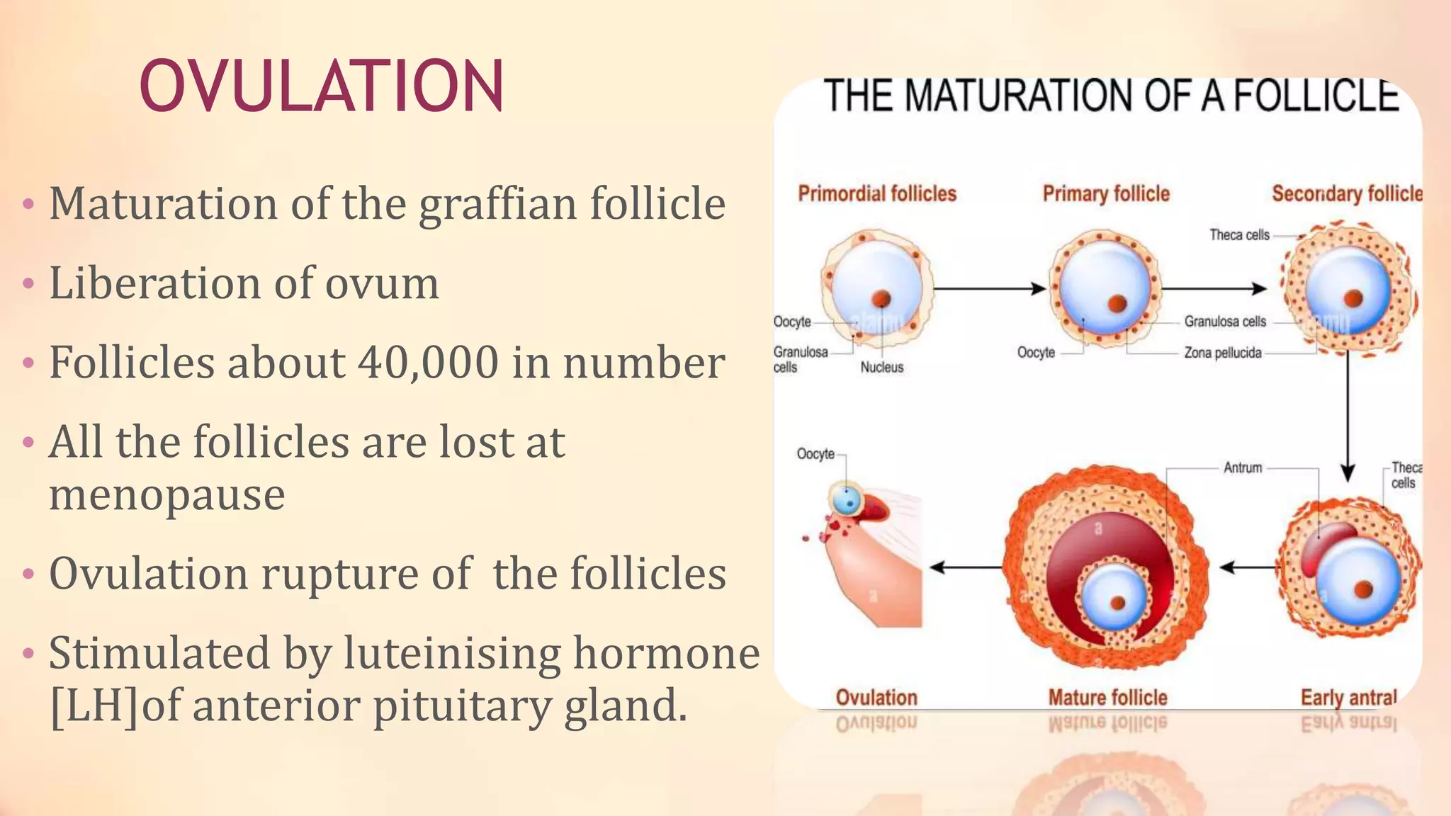 REPRODUCTIVE SYSTEM.pptx