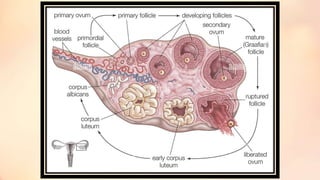 REPRODUCTIVE SYSTEM.pptx