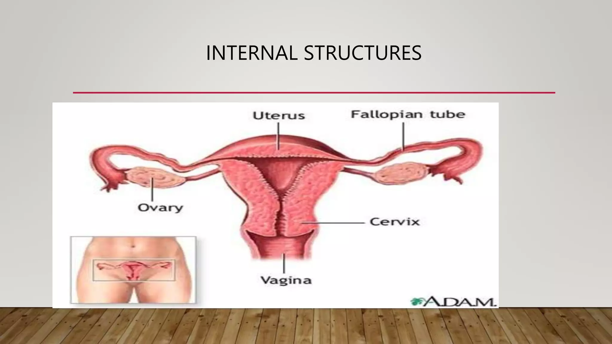 Reproductive system.pptx