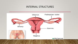 Reproductive system.pptx