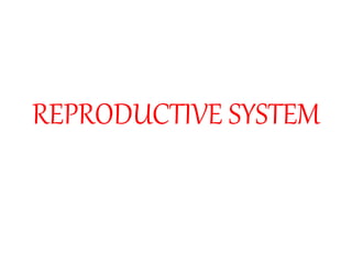 reproductive system.pptx | Infertility | Reproductive Health