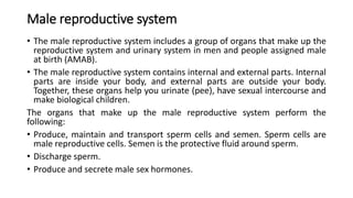 reproductive system.pptx