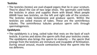 reproductive system.pptx