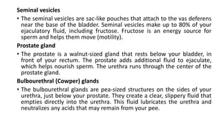 reproductive system.pptx