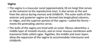 reproductive system.pptx