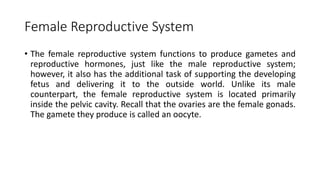 reproductive system.pptx