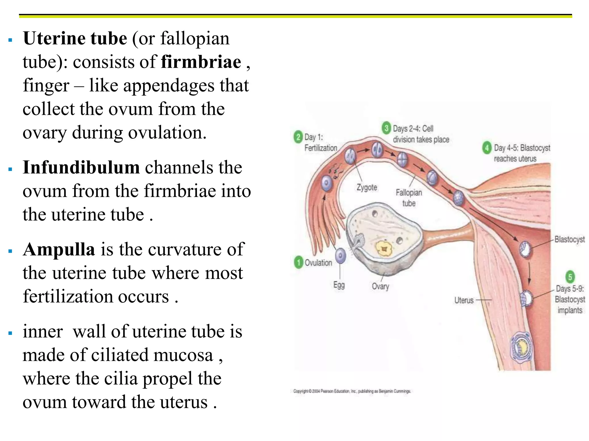 REPRODUCTIVE SYSTEM.pptx