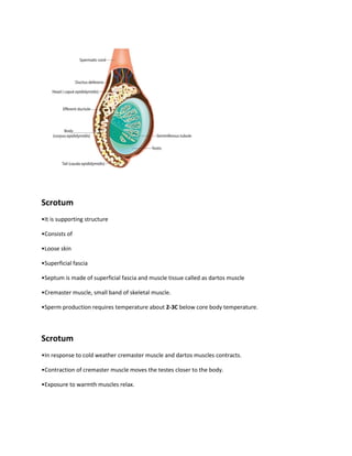 Reproductive System.pdf