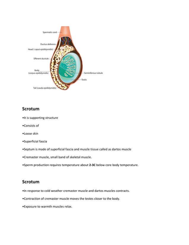 Reproductive System.pdf