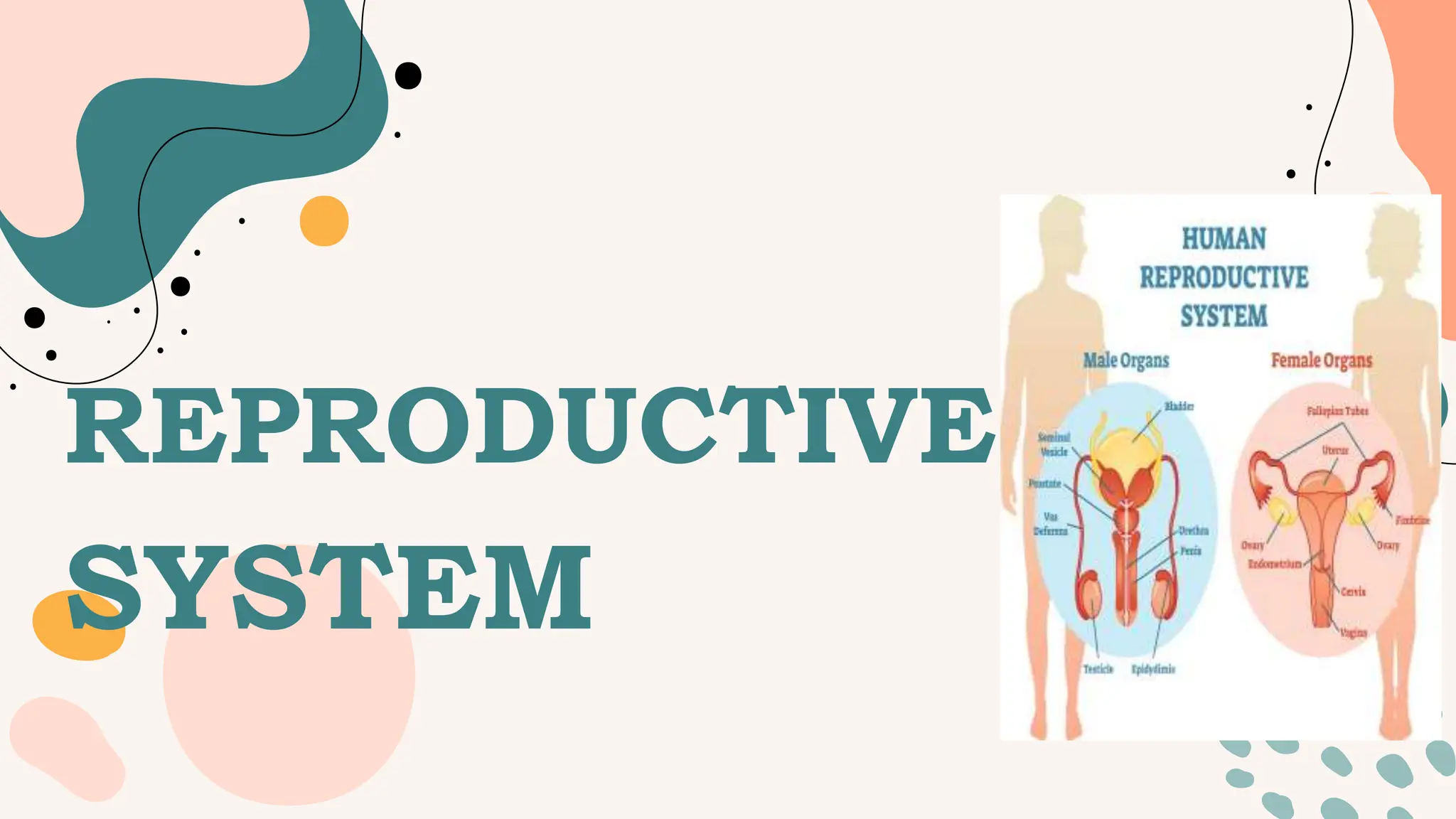 REPRODUCTIVE SYSTEM.powerpointpresentation | PPTX