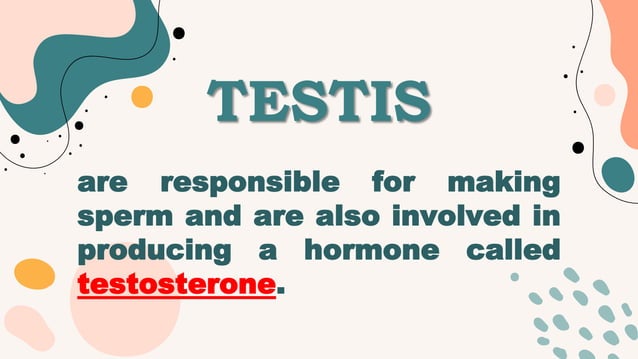 REPRODUCTIVE SYSTEM.powerpointpresentation | PPTX | Infertility ...