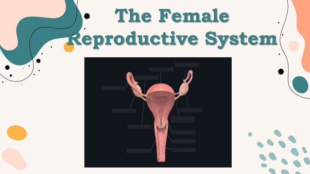 REPRODUCTIVE SYSTEM.powerpointpresentation | PPTX | Infertility ...