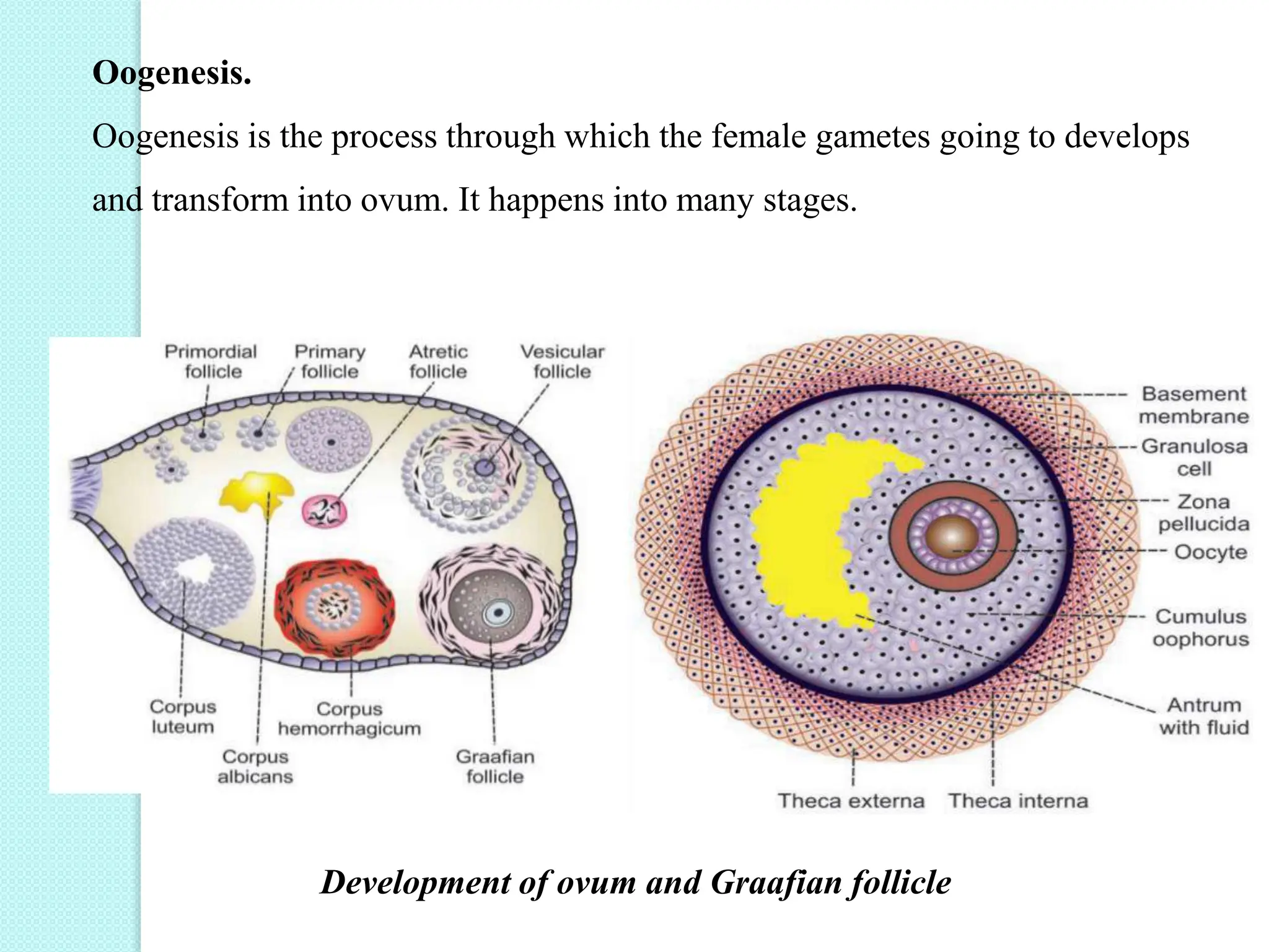 HUMAN REPRODUCTIVE SYSTEM REPRODUCTIVE SYSTEM | PPT