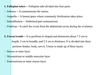 HUMAN REPRODUCTIVE SYSTEM REPRODUCTIVE SYSTEM | PPT