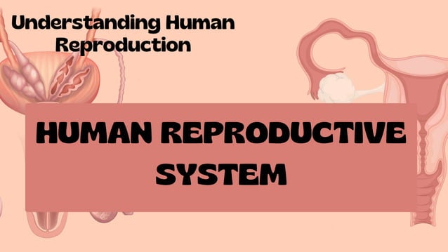 REPRODUCTIVE SYSTEM LESSON IN BIOLOGY CLASS | PPT