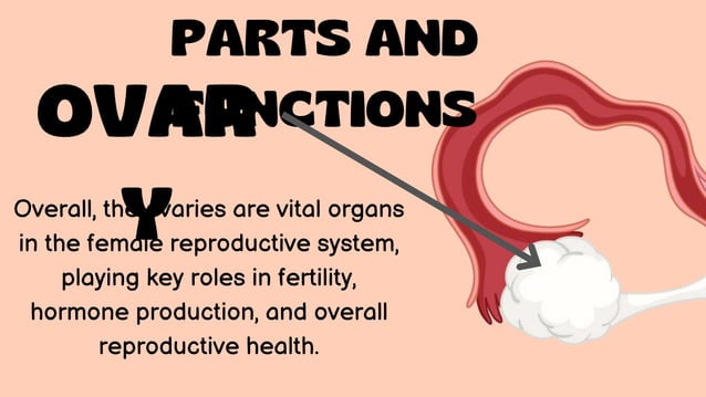 REPRODUCTIVE SYSTEM LESSON IN BIOLOGY CLASS | PPT