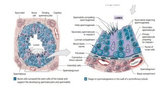 Reproductive system of human body .pptx