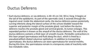Reproductive system of human body .pptx