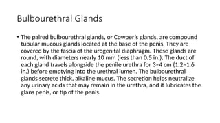 Reproductive system of human body .pptx