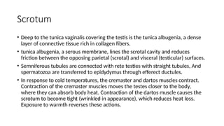Reproductive system of human body .pptx
