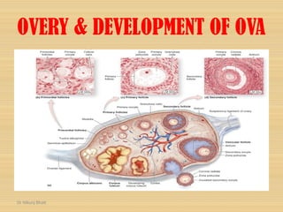 Reproductive systemReproductive system .pptx