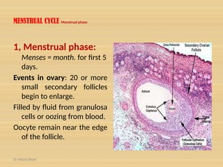 Reproductive systemReproductive system .pptx