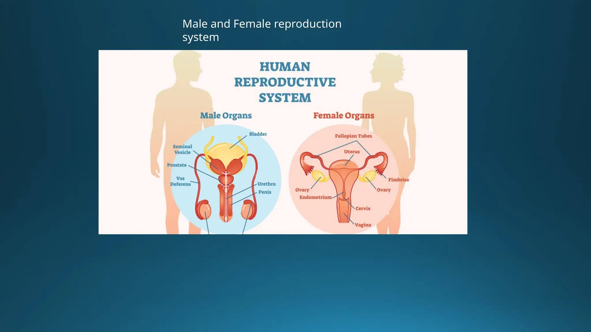 REPRODUCTIVE SYSTEM basic presentation biology. | PPTX