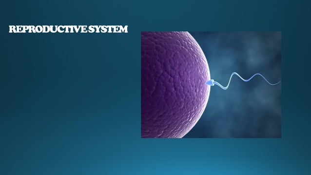 REPRODUCTIVE SYSTEM basic presentation biology. | PPTX