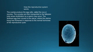 REPRODUCTIVE SYSTEM basic presentation biology. | PPTX
