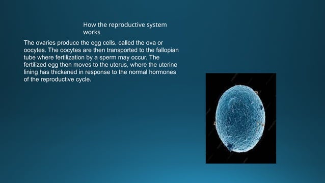 REPRODUCTIVE SYSTEM basic presentation biology. | PPT