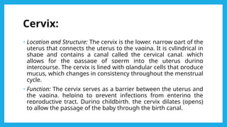 Anatomy and physiology of Reproductive system.pptx