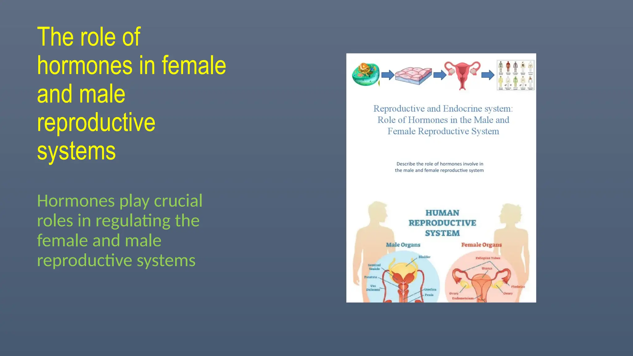 REPRODUCTIVE SYSTEM, ROLE OF HUMAN HORMONES | PPTX