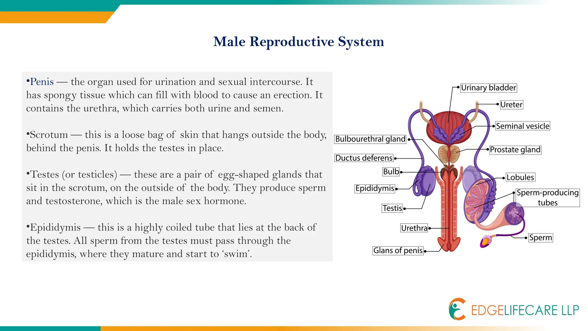 understanding of human REPRODUCTIVE SYSTEM.pptx