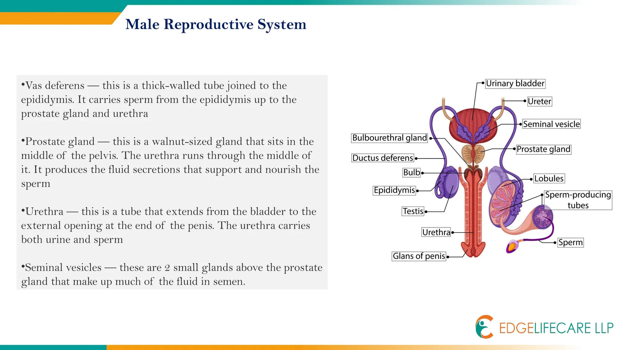 understanding of human REPRODUCTIVE SYSTEM.pptx