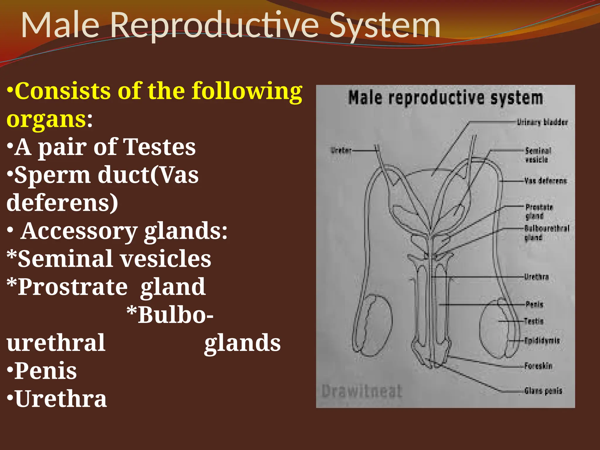 Reproductive system GRADE 10 ICSE PRESENTATION.pptx