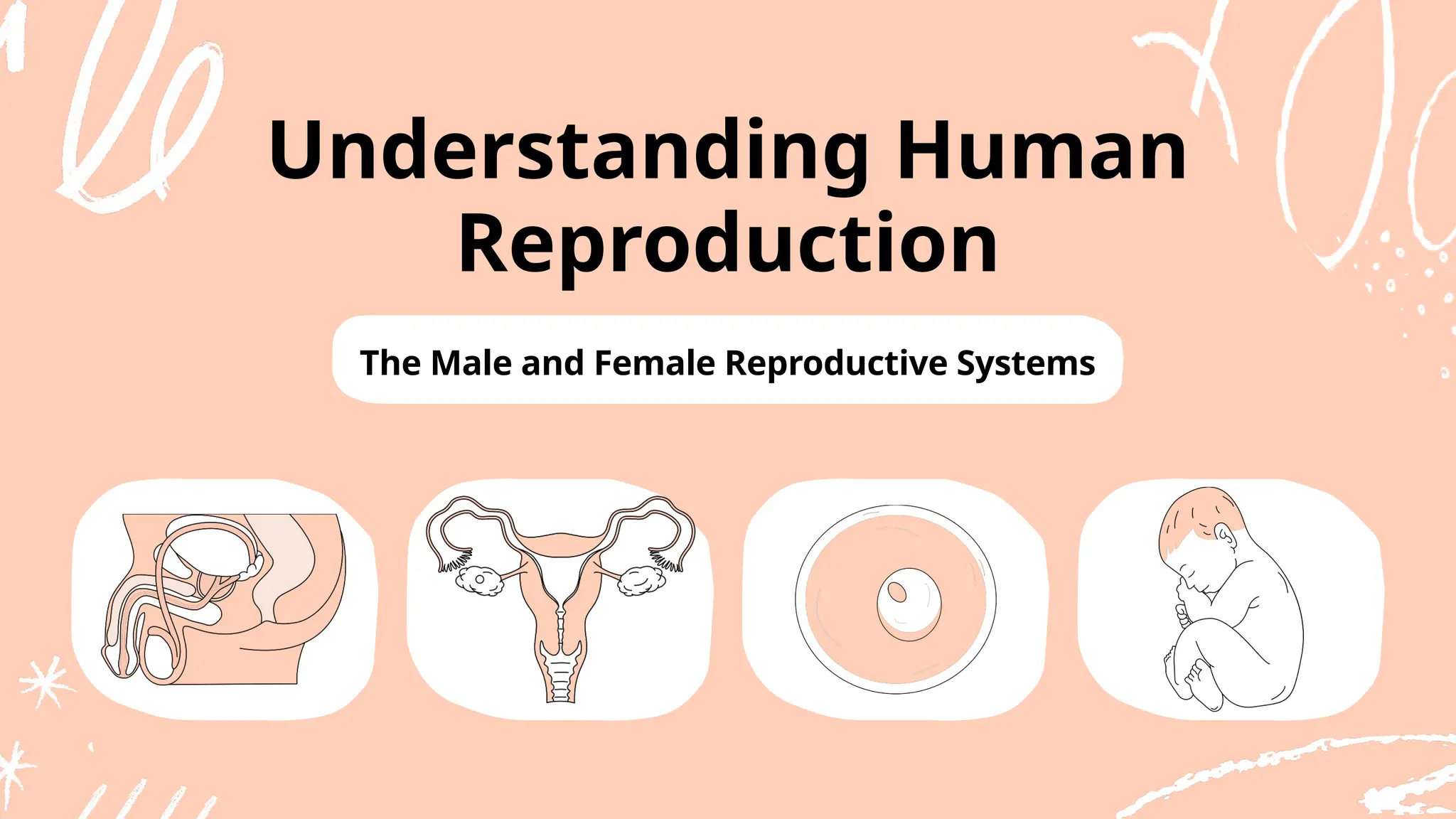 Understanding the human reproduction and organs | PPTX