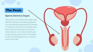 UNDERSTANDING HUMAN REPRODUCTIVE SYSTEM.pdf