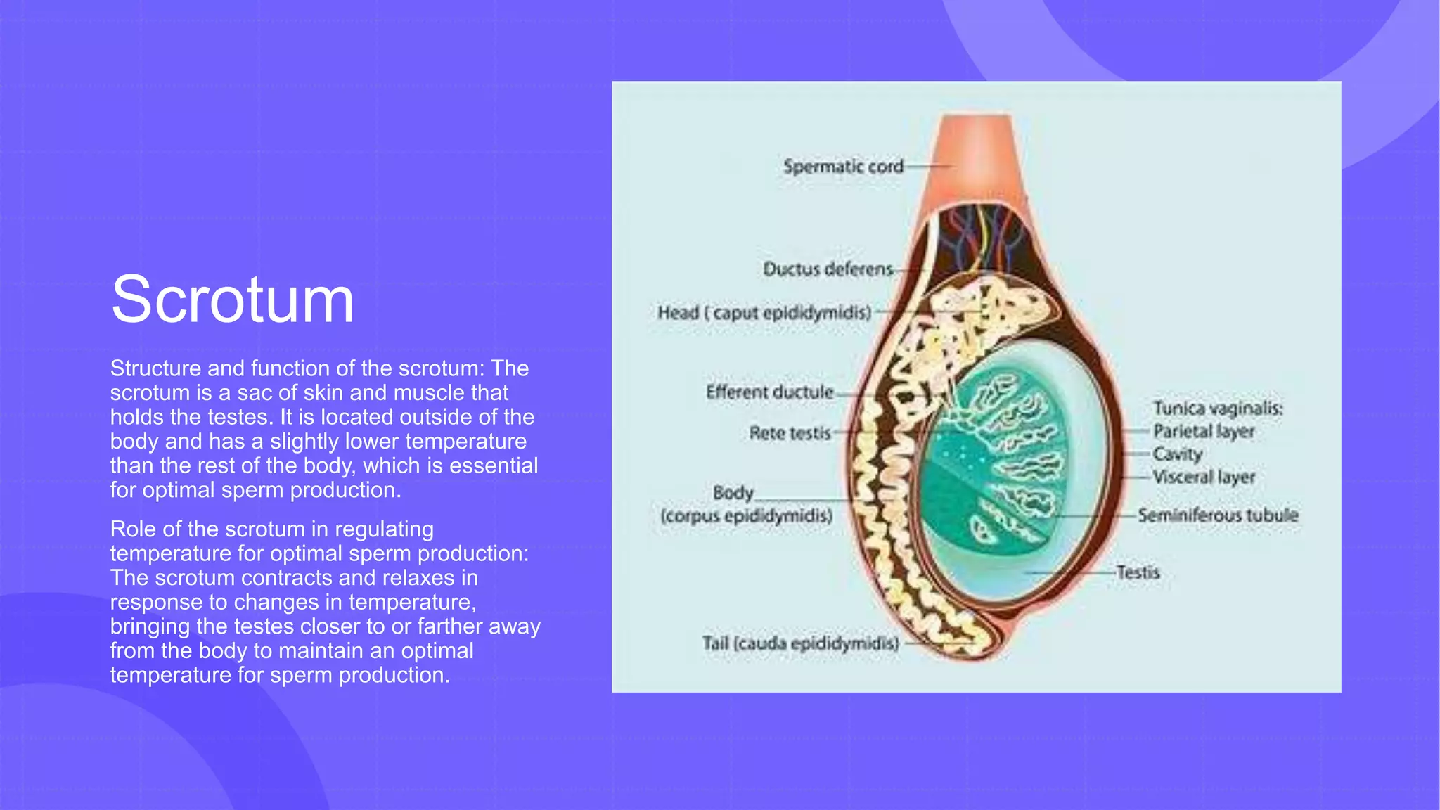 Reproductive System | PPTX