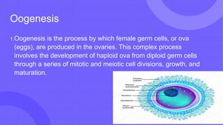 Reproductive System | PPT